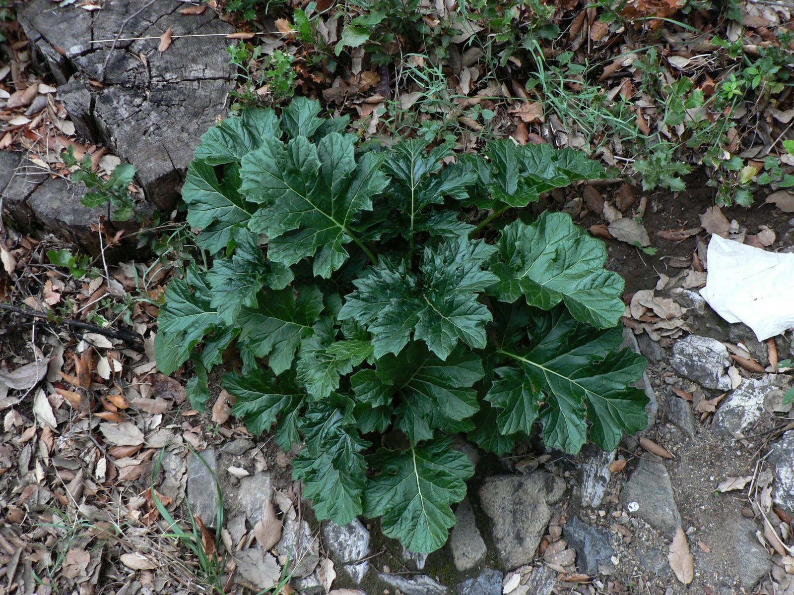 Desde Alájar: Acanto