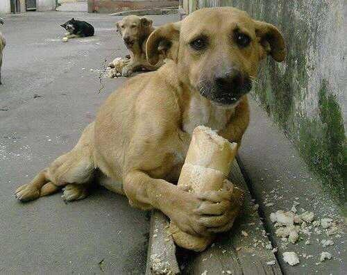 Street Animals ~ Our Voice In English