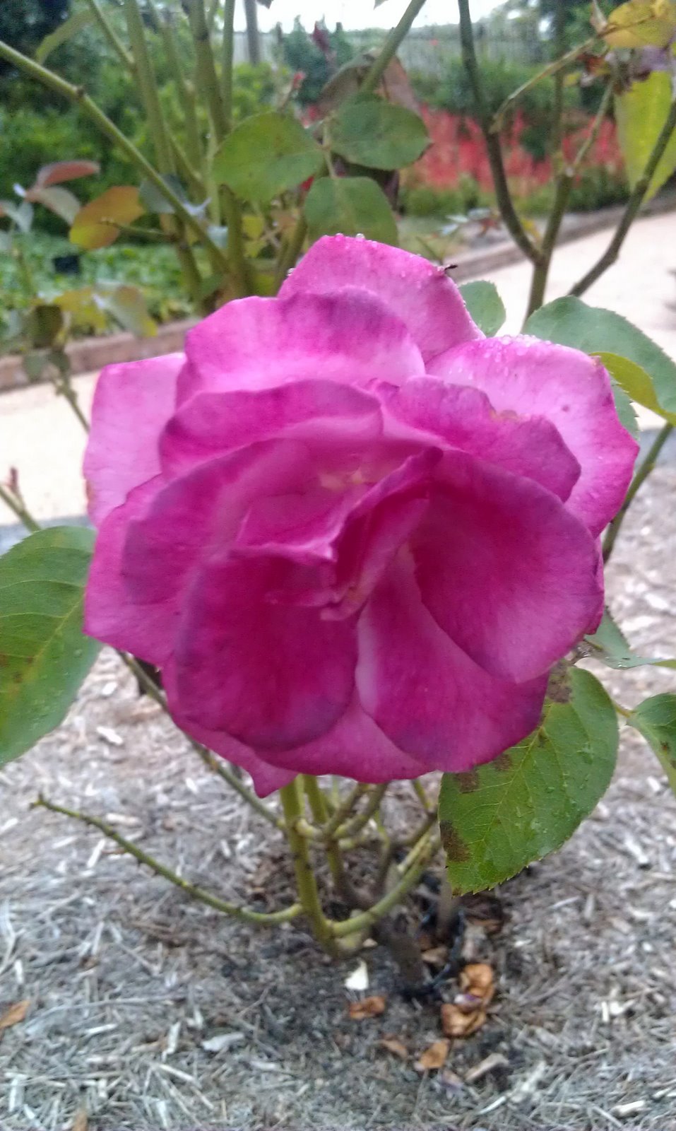 Plant Photography: Rosa 'Fragrant Plum'