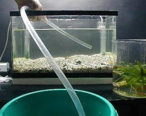 Everything you need is here: Maintenance Fish Tank