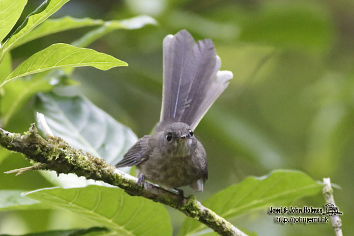 John's Hong Kong Birding: Western Pacific Odyssey 2013 Part 4 - To ...