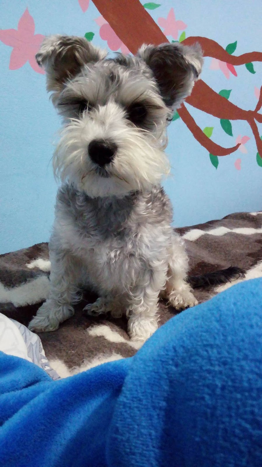 Educando a tu bigotón ♥