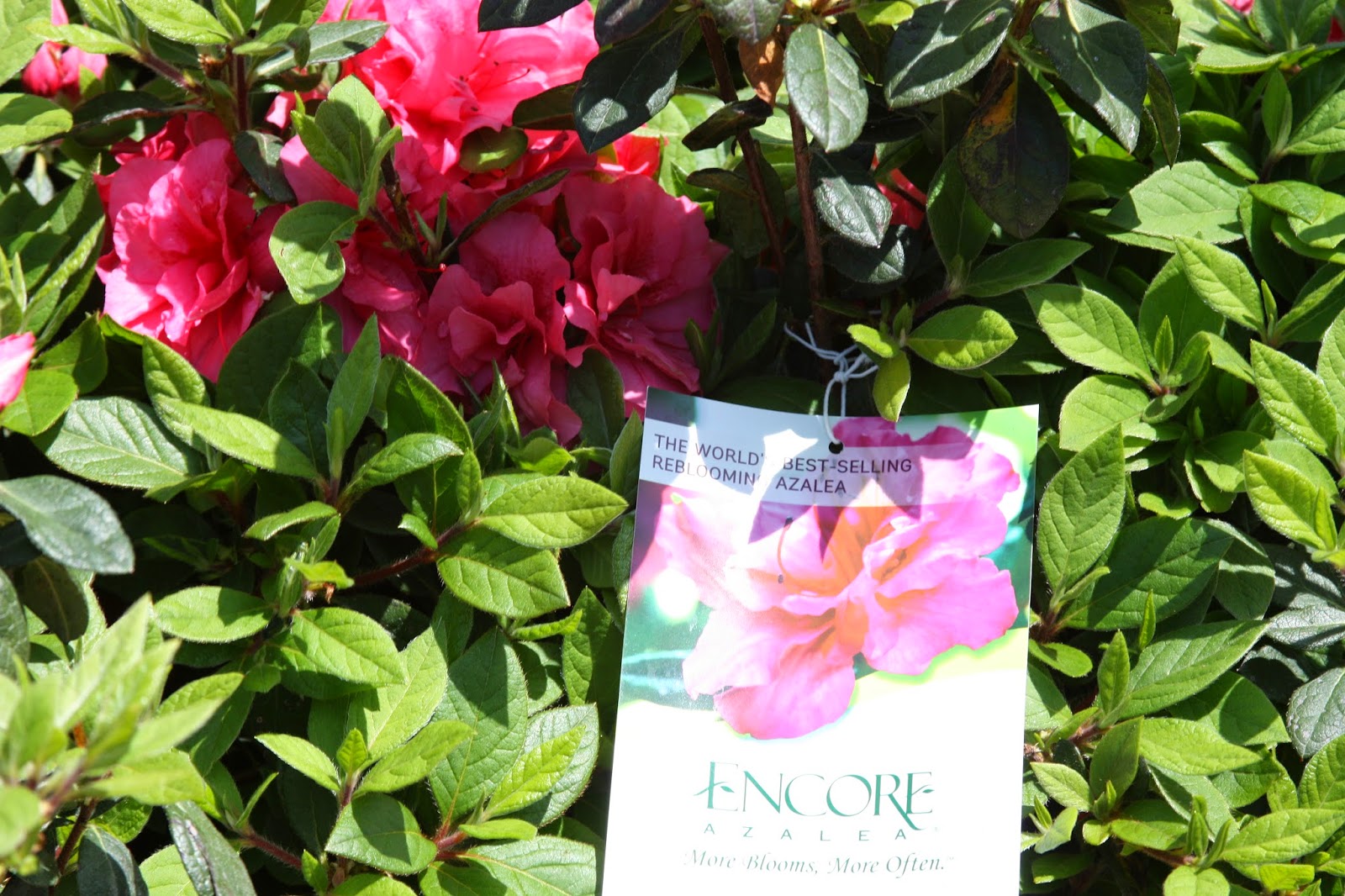 Azaleas! Plant them this spring