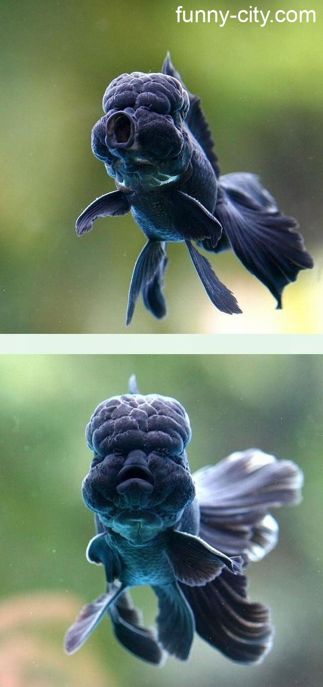 anhnyryruu: funny fish