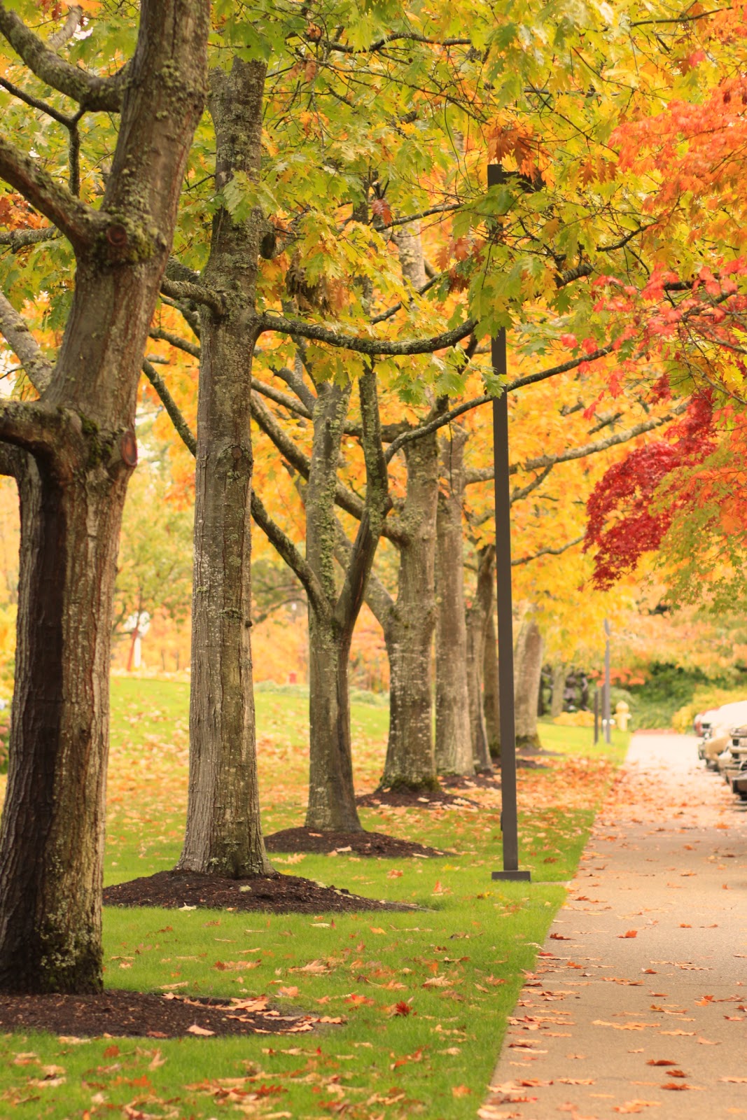 watch out for the woestmans: Pretty Trees
