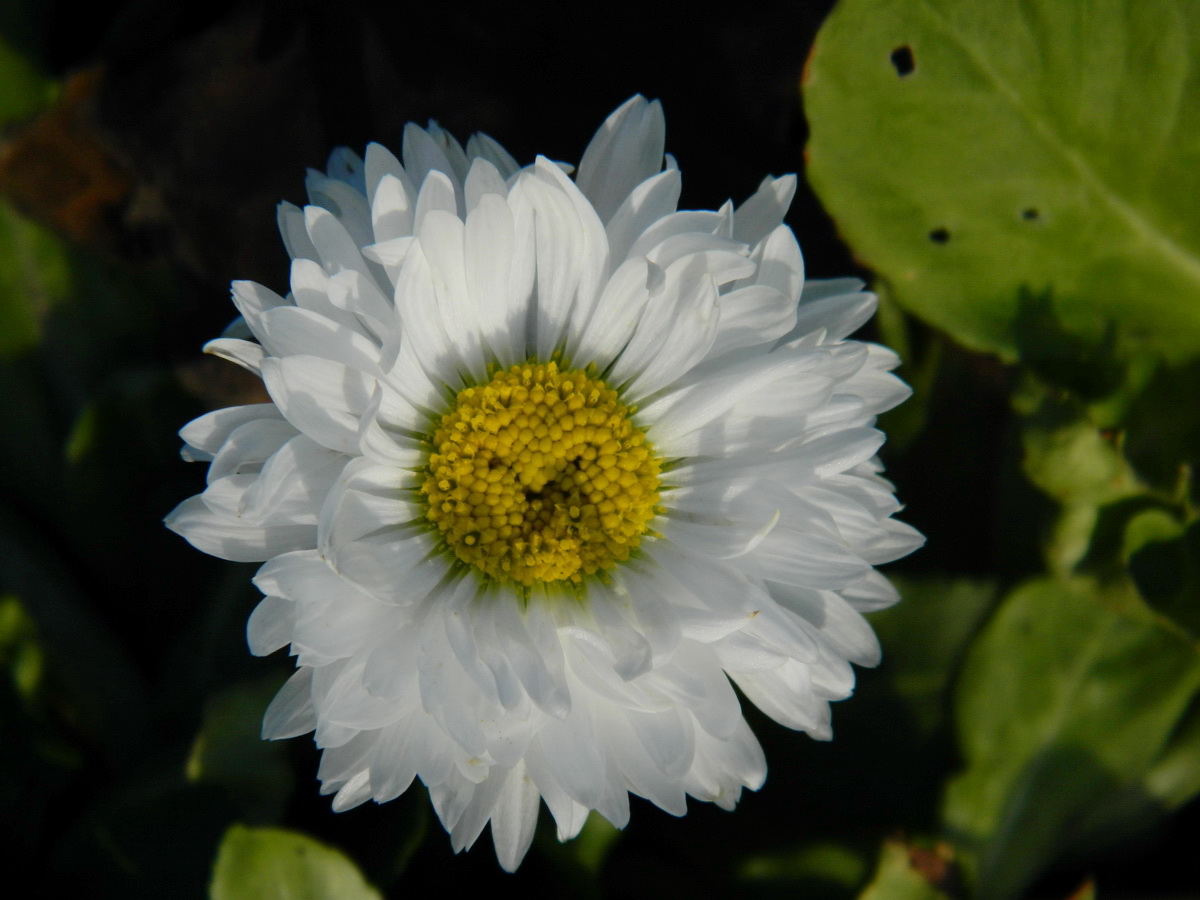 LA MULTI ANI, ROMANIA!: Flori albe