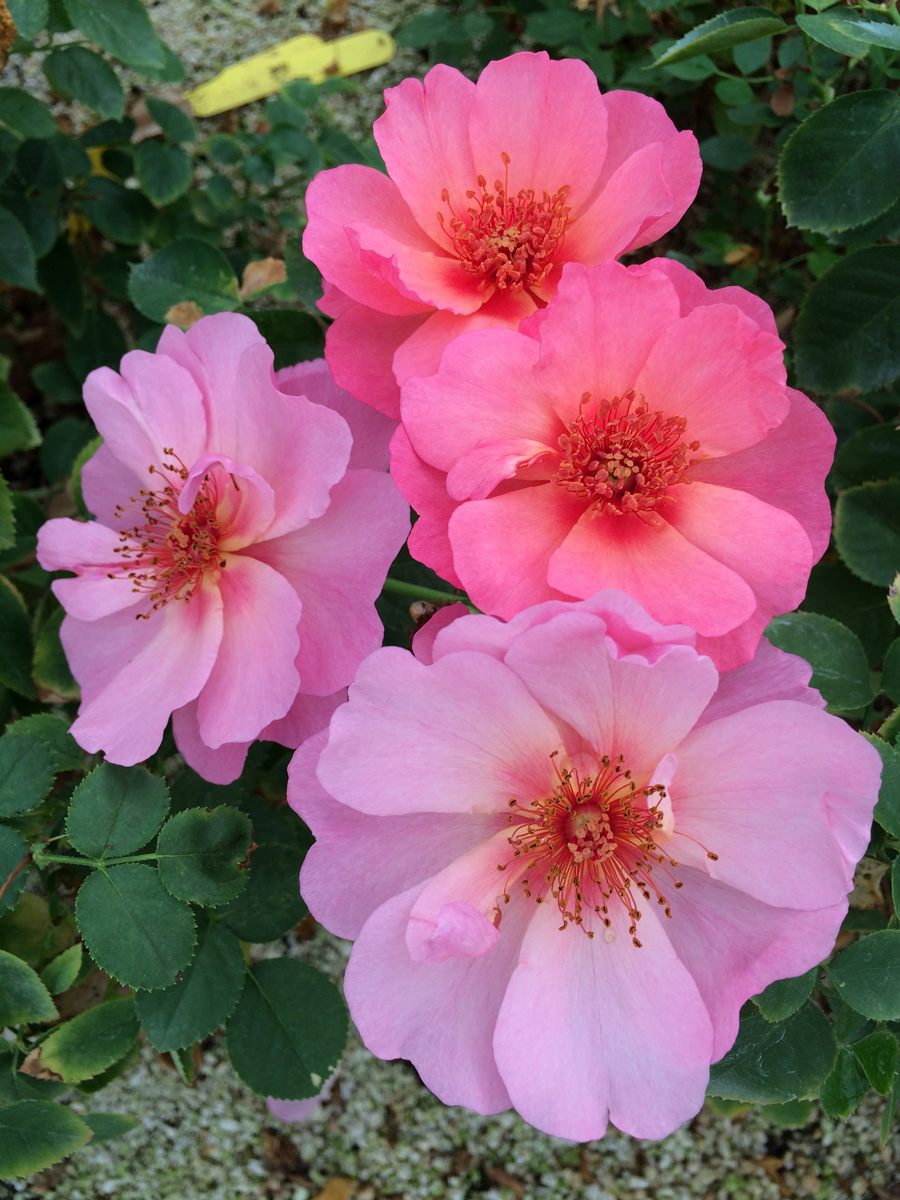 Rose Hybridizing: October 2015