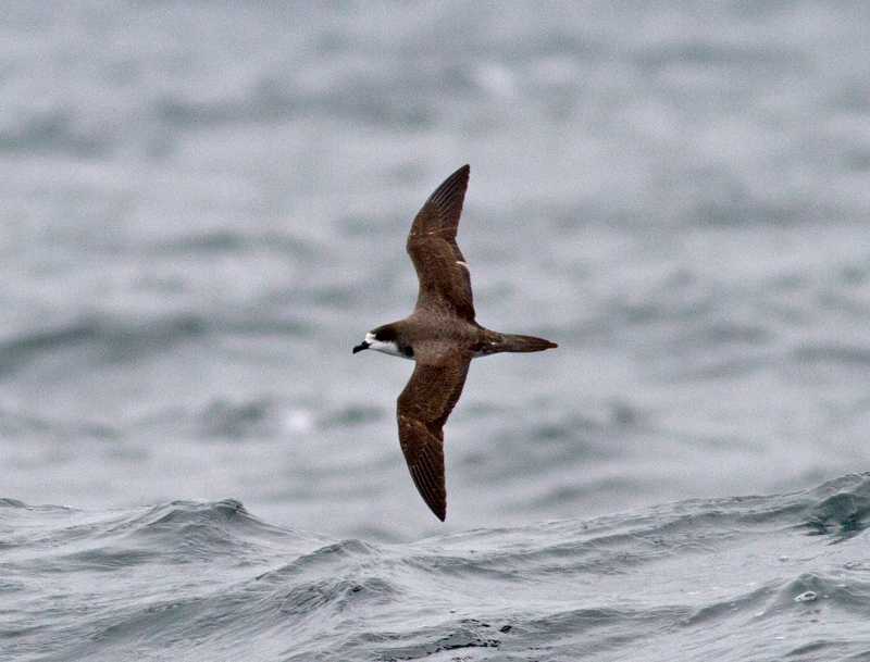 Debi Shearwater's Journeys: BREAKING NEWS: HAWAIIAN PETREL- MONTEREY ...