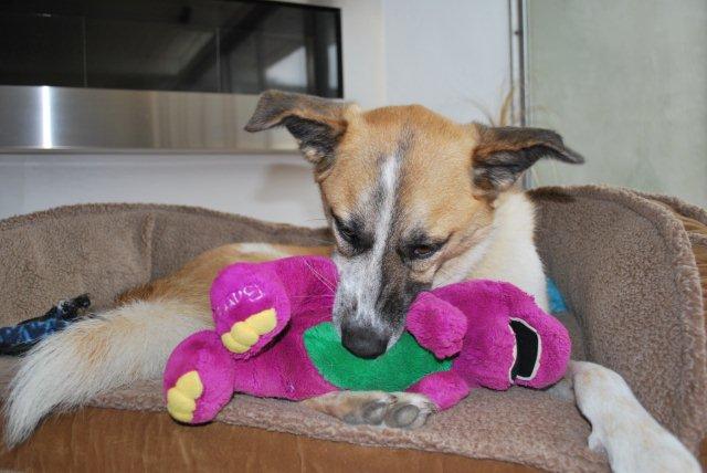 Pooch Smooches: Abby: Bringing the Hurt on Barney