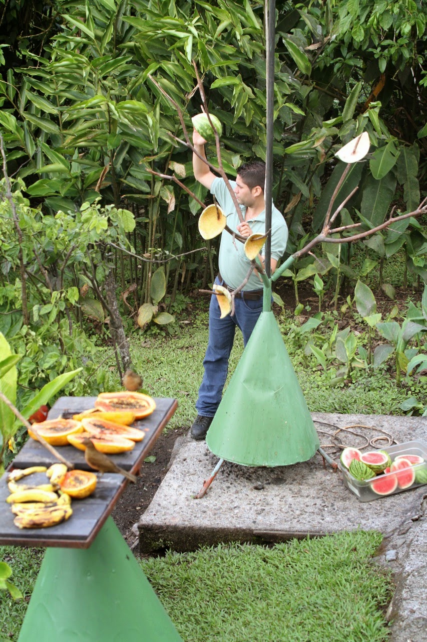Julie Zickefoose on Blogspot: Feeder Madness: Arenal Observatory Lodge