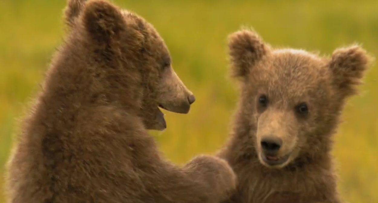 Wanted: Grizzly Bears? | The Ark In Space