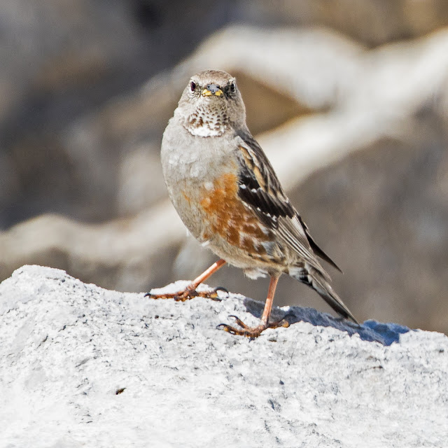 PETER'S PORTFOLIO..............Bird & Wildlife Photography: Alpine ...