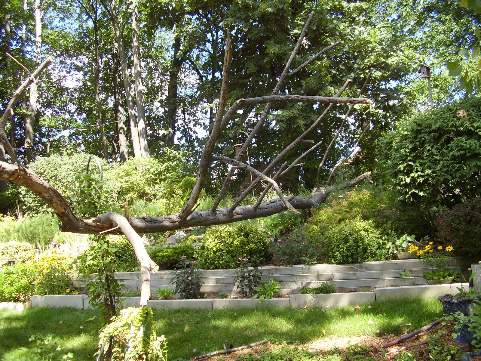 Life In Michigan: A tree fell in the woods and it made a whooshing noise