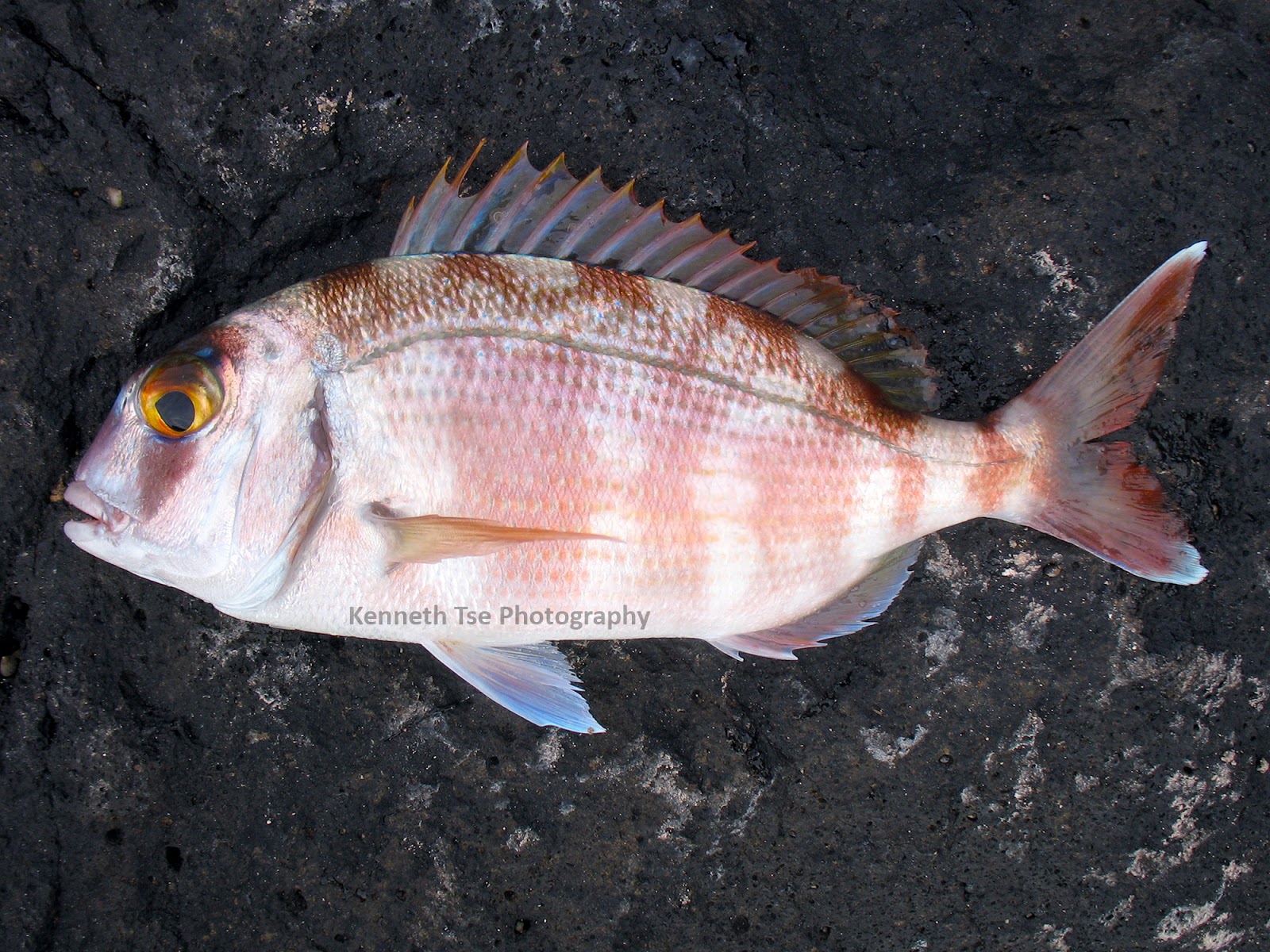 MuskieBait Adventures: Lifelist