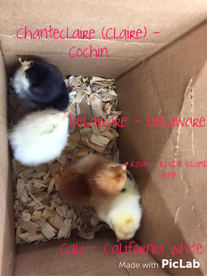 Living Mini - Living Large: For Real... Chickens