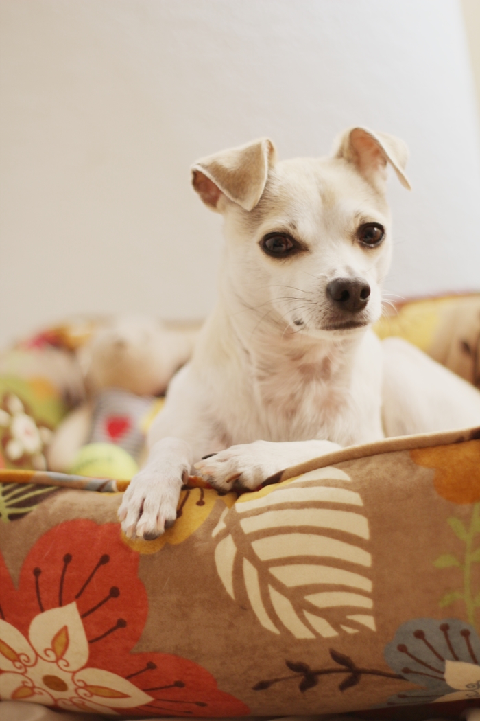 HAPPYHAZEL: Happy Found The Best Bed for Dogs! Bowsers Dog Bed from ...