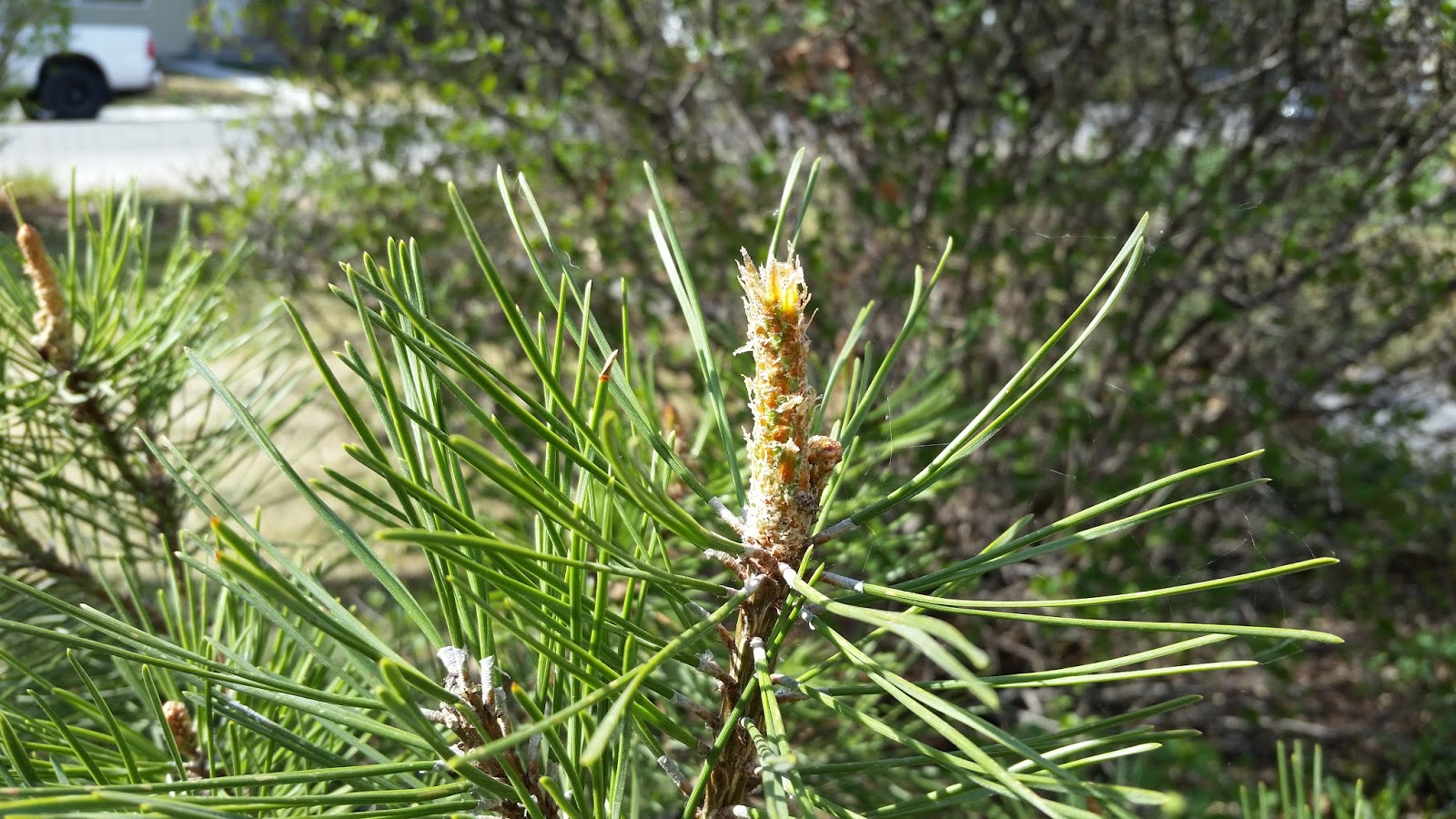 Renaissance Men: Pine Tips, Keeping Pines Nice and Neat