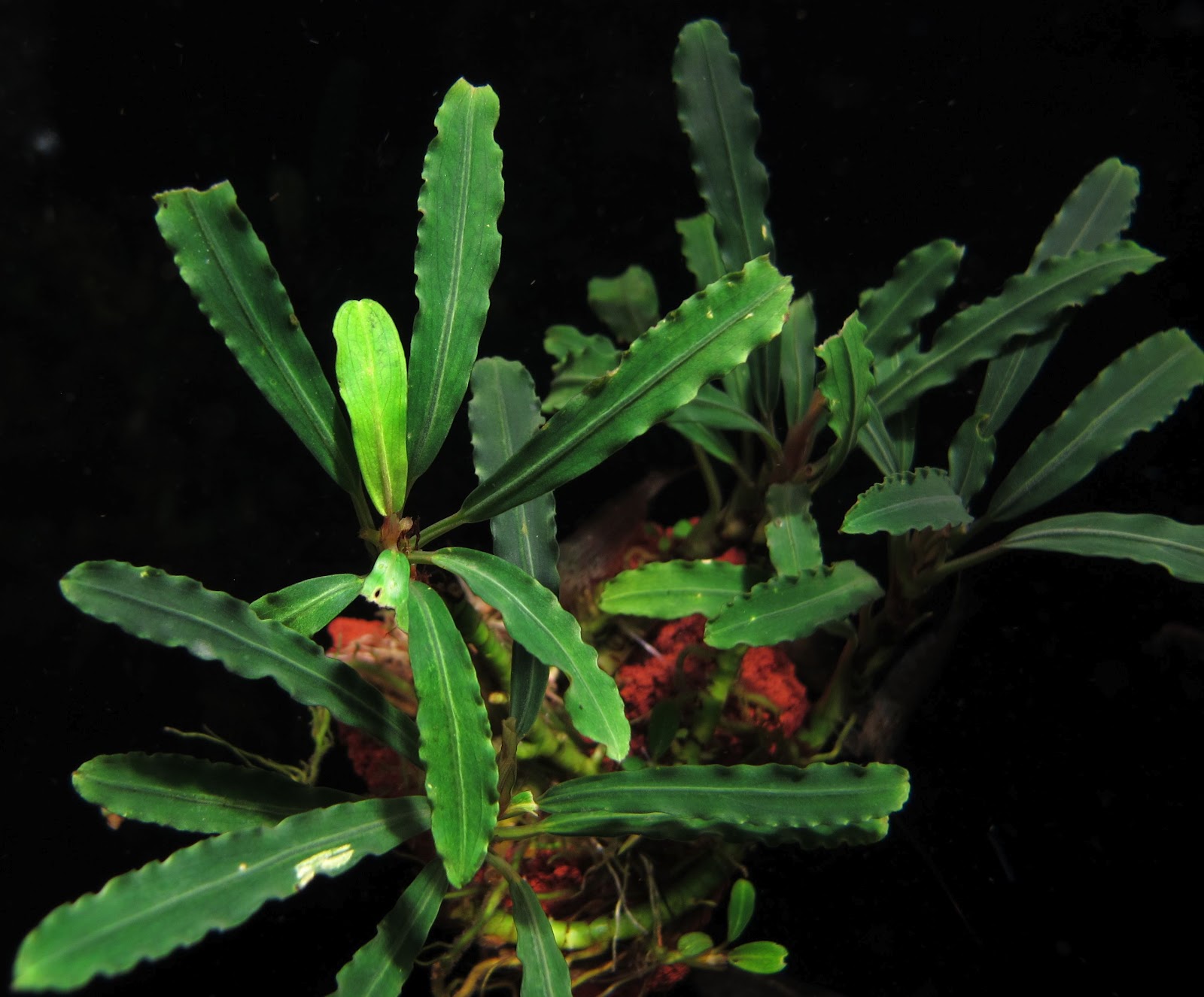 endemic plants: Bucephalandra sp. Tebakang