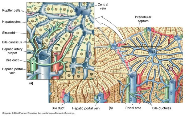 Rule of 6ix: Your liver as a viral filter - who, what, where, why?