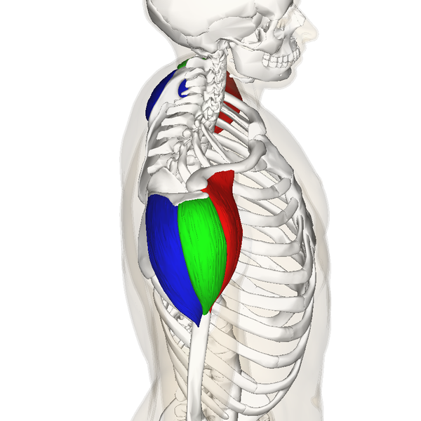 BMW: Deltoids – importance of deltoid development
