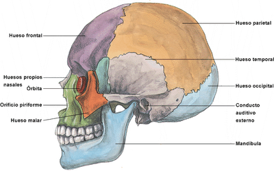 DIBUJOS DE LOS HUESOS DEL CRANEO