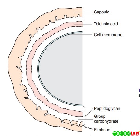 [Microbiology] Atlas of Streptococcus, Enterococcus, and Other Catalase ...