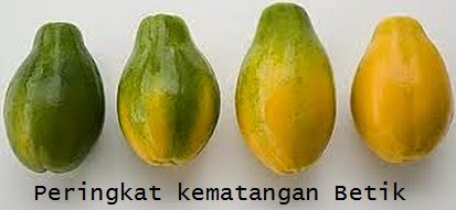 Anim Agro Technology: BETIK - KULTIVAR DIDUNIA 2