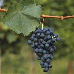 Refosco dal Peduncolo Rosso - Alchetron, the free social encyclopedia