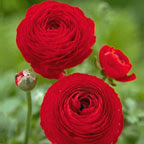 Ranunculus asiaticus are Persian Buttercups