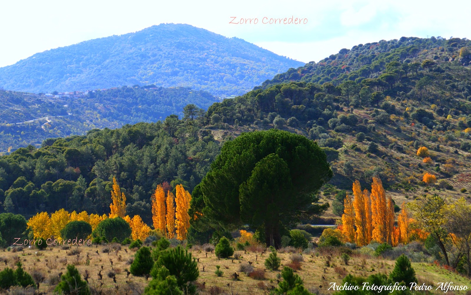 Zorro Corredero de Cadalso de los Vidrios: Para disfrutar del fin de ...