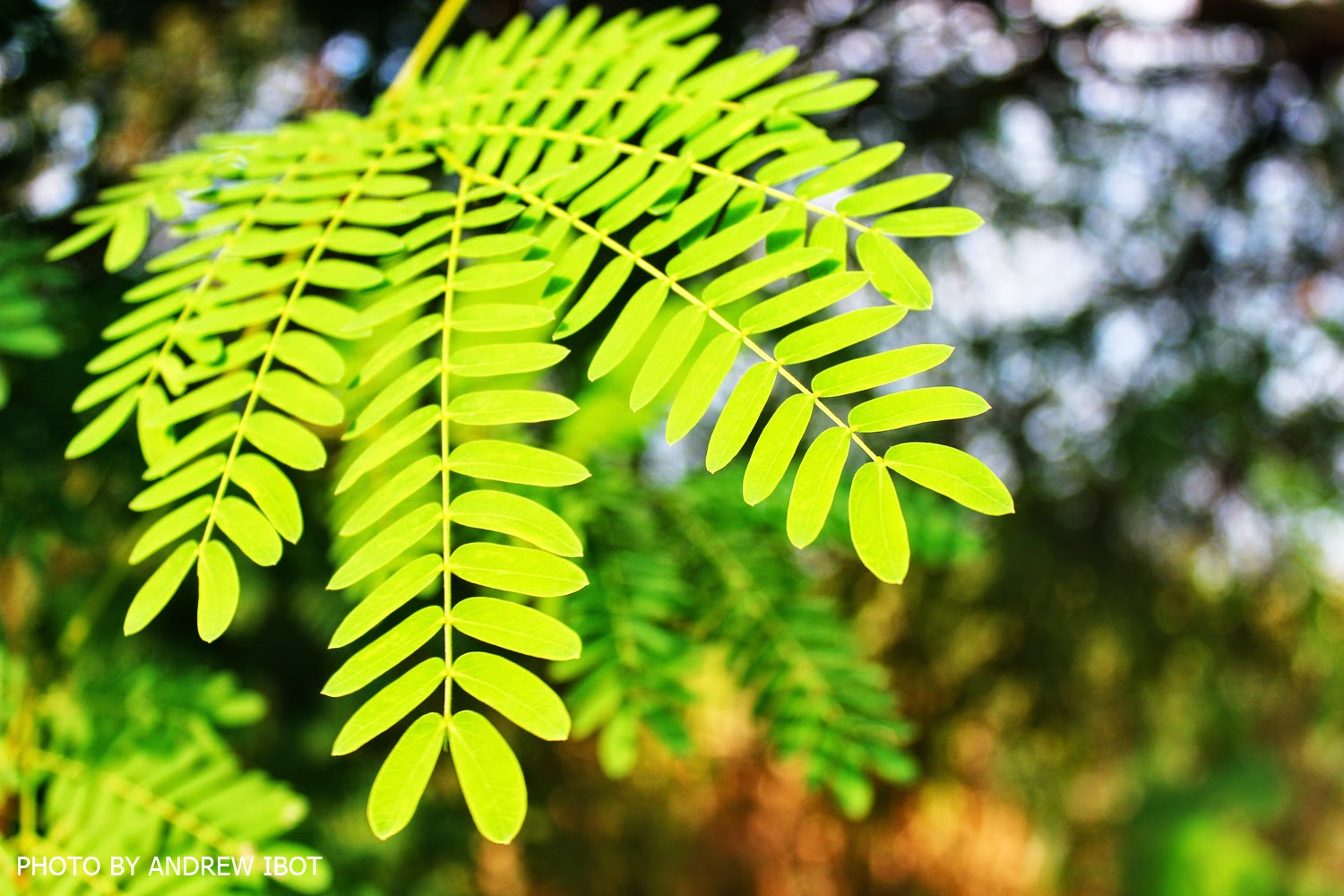 Ako si ANDREW IBOT!: Ipil-ipil (Leucaena glauca L.)