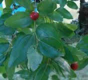 Is-Sigra taz-Zinzel | safifields-Billboard