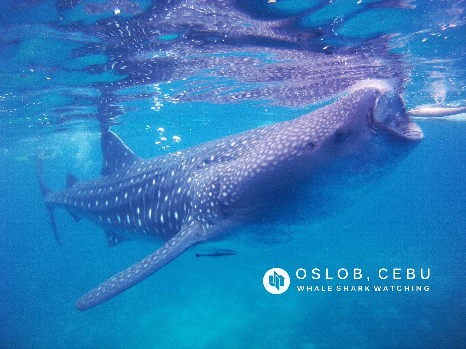 THE GENTLE WONDERS OF OSLOB, CEBU | THE DEKSBOOK