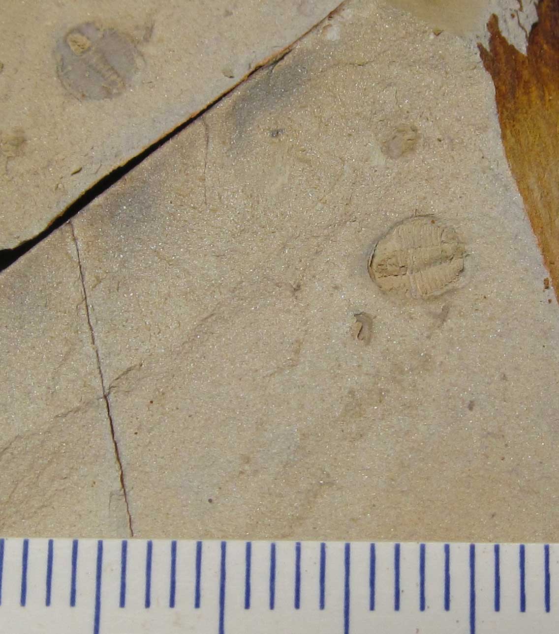Louisville Fossils and Beyond: Cambrian Trilobites Found in Conasauga ...