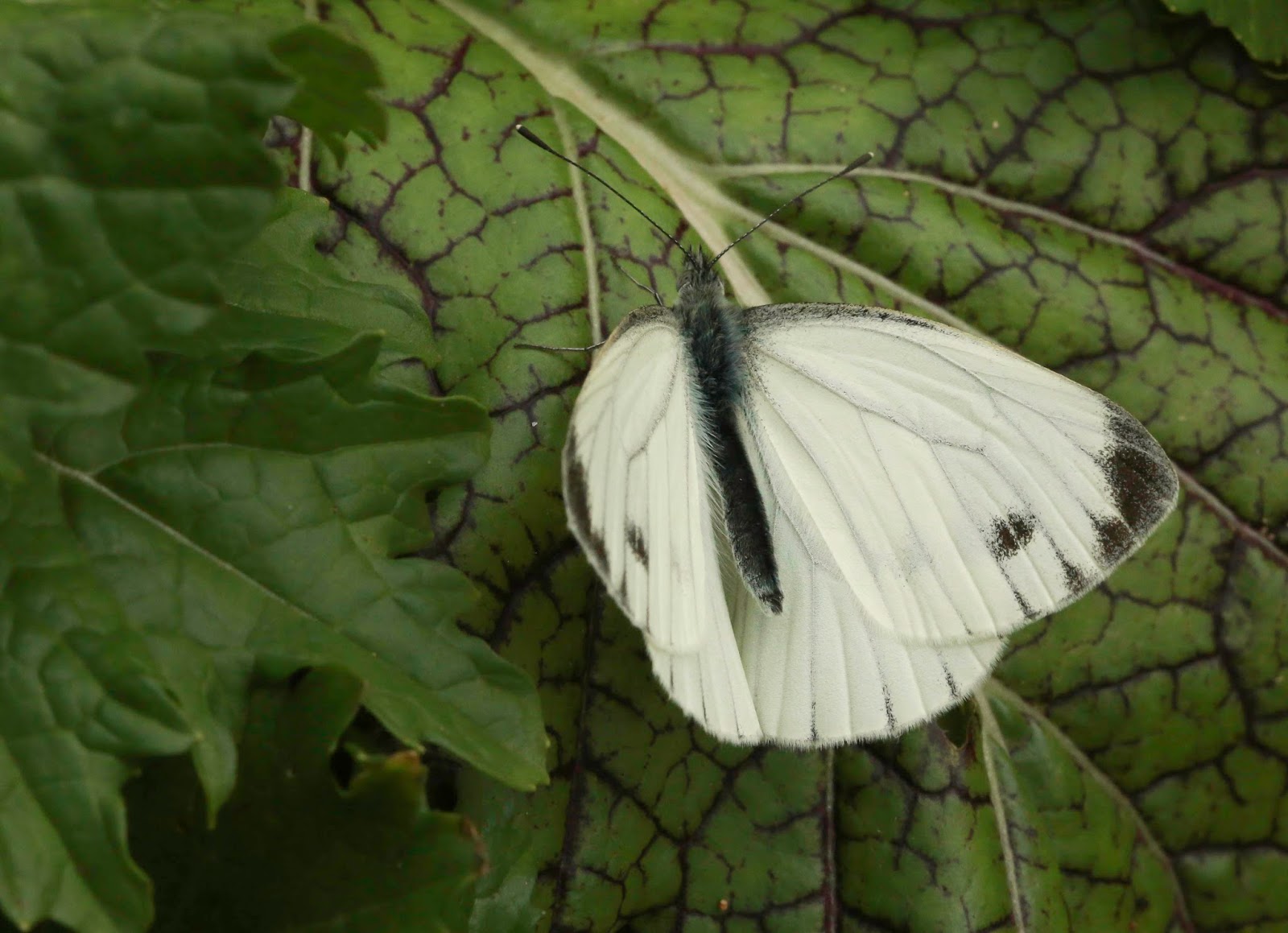Butterflies of Vietnam: 247. Pieris erutae montana (The Green-veined ...