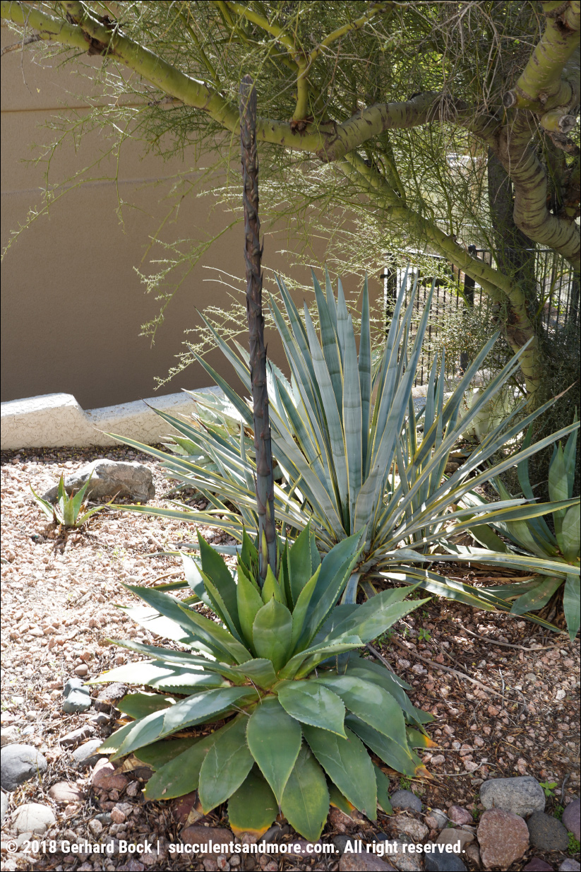 Agave hunter Ron Parker's personal collection