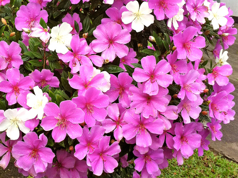 RW PAISAGISMO: ÁRVORE: MANACÁ-DA-SERRA