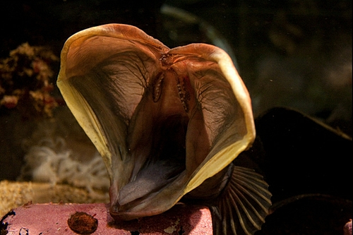 Evolutionary Vertebrate Zoology: July 2012