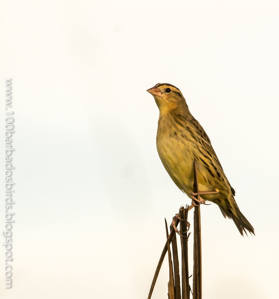 Birds of Barbados: The Northern Trip