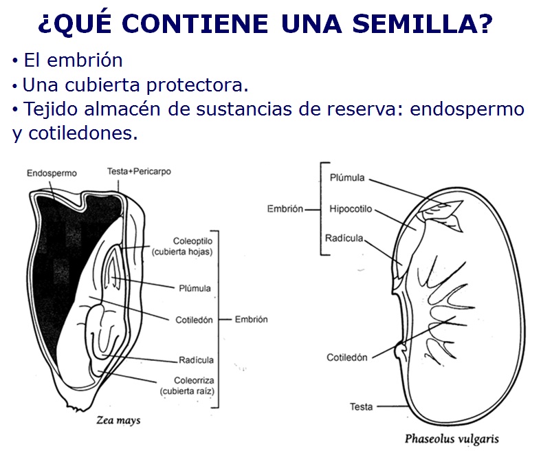 Partes de una semilla para niños - Imagui