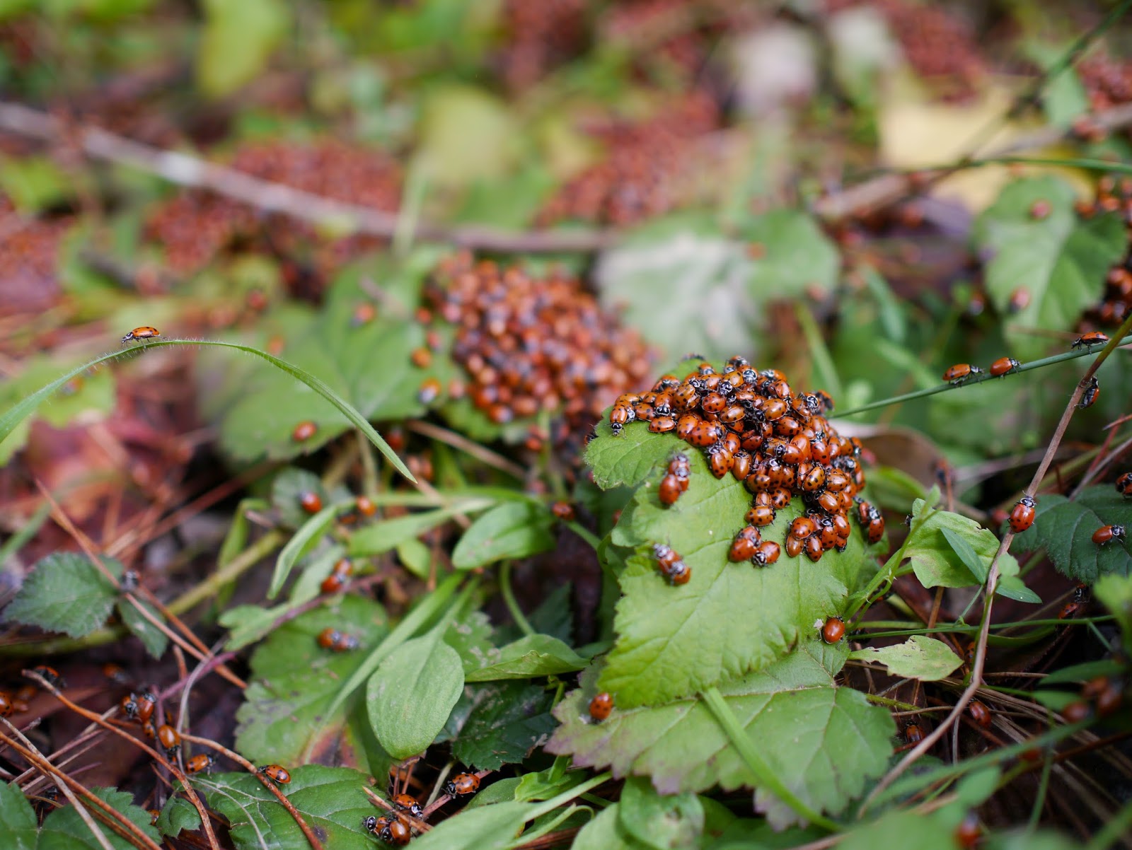 Little Hiccups: Ladybug Migration at Redwood Regional Park