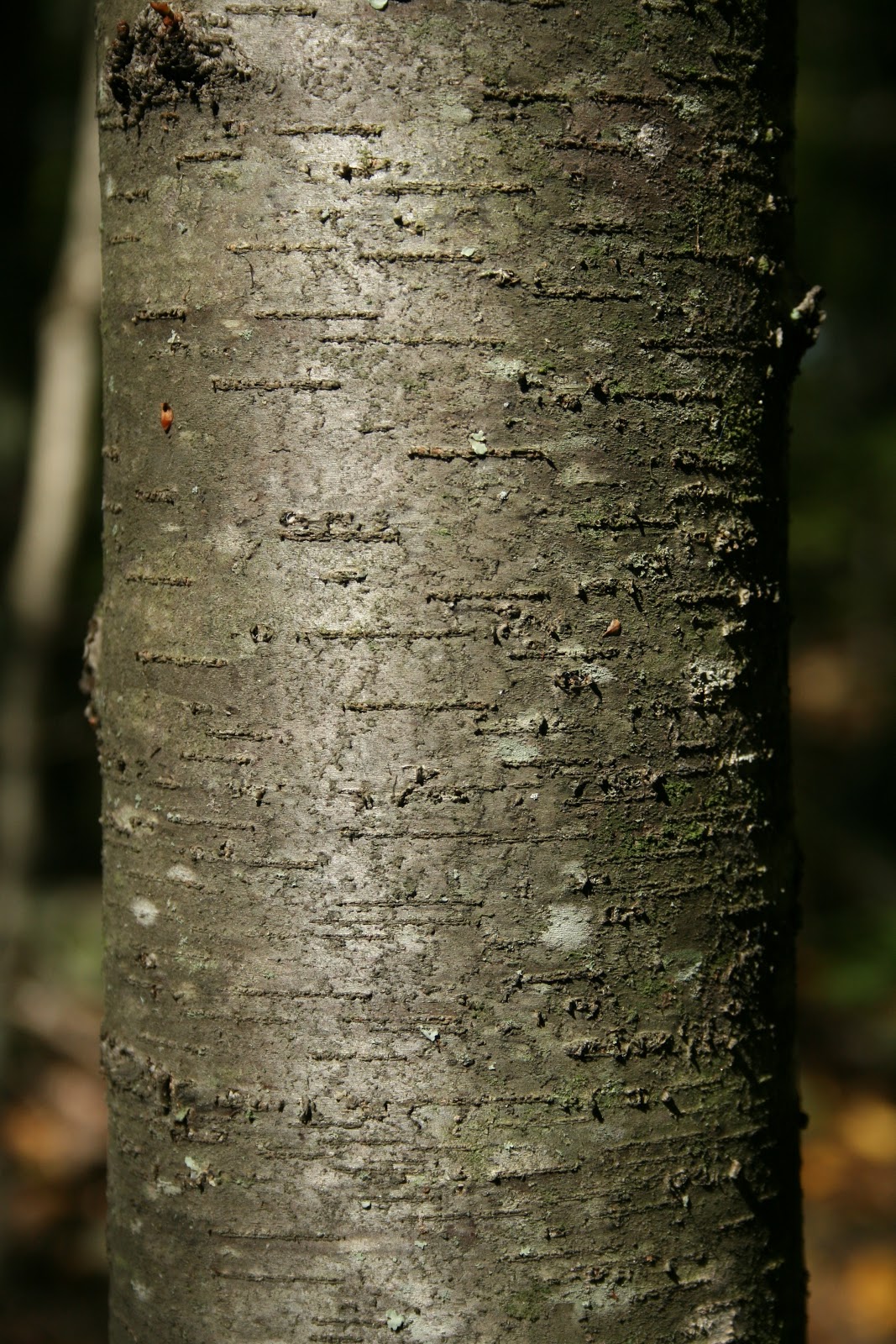 Spicebush Log: Black Birch