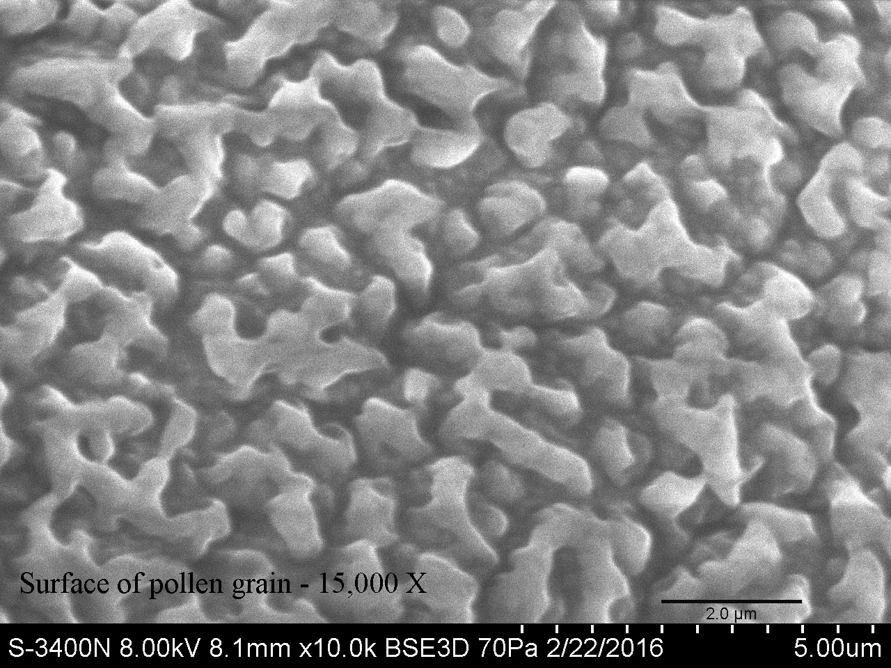 Scanning Electron Microscope Blog: Early Spring Tulips