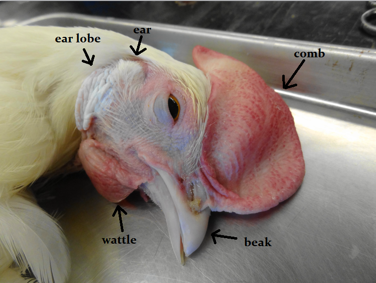 Animal Science Chicken Dissection: External Anatomy