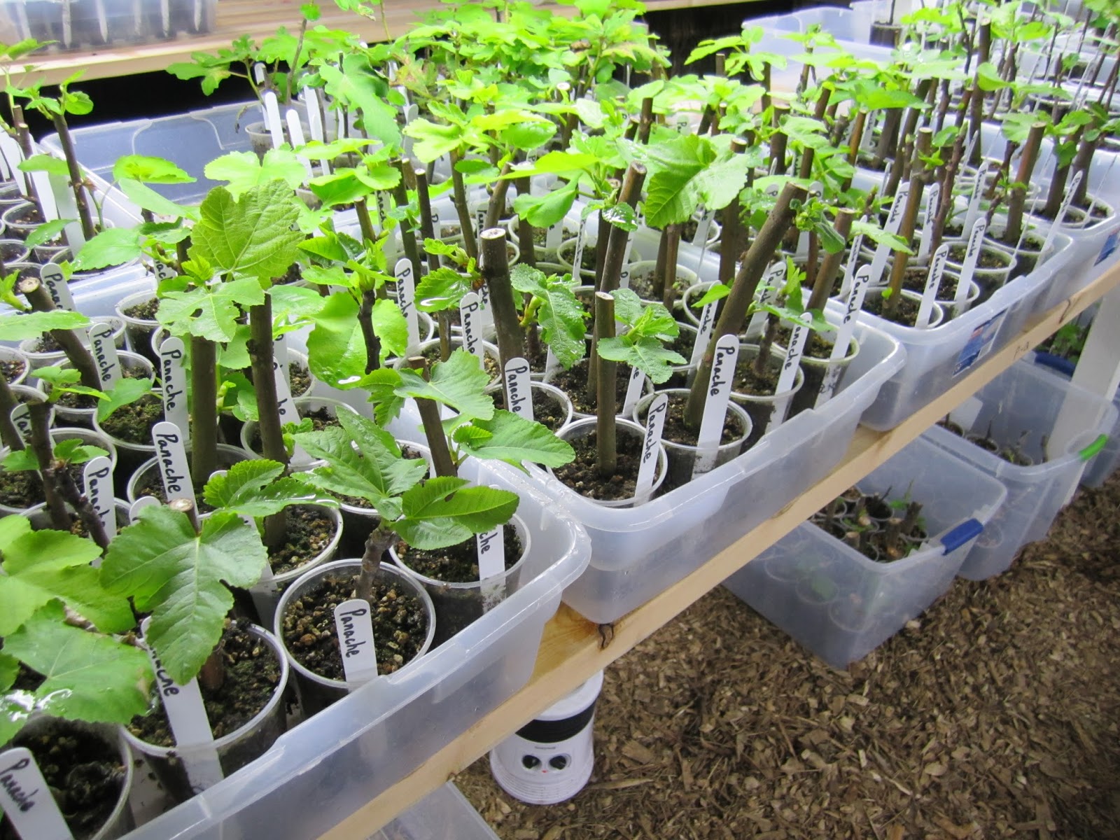 Rooting Cups: What Are Rooting Cups?