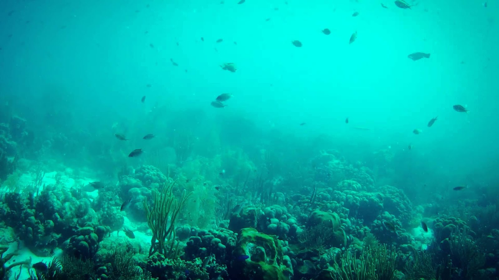 Espacio de imágenes y palabras...: En el fondo del mar