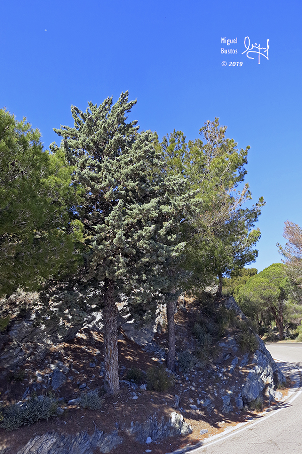 Naturaleza y Fotografía en Motril: Cupressus arizonica (Ciprés de Arizona)