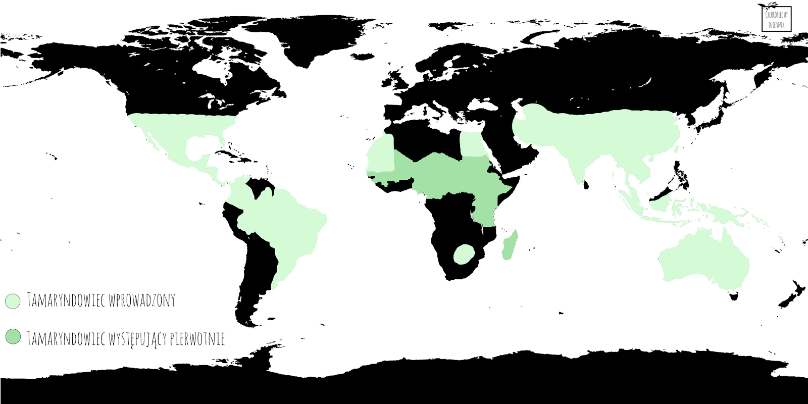 Tamaryndowiec indyjski - opis i uprawa