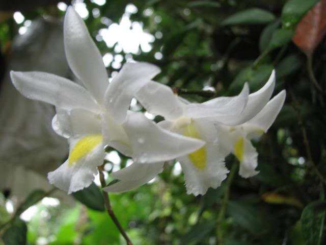 Tentang Dia Mis Rheia: Harumnya Anggerik Merpati