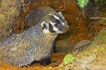 American Badger | Amazing Facts & Latest Pictures | Animals Lover